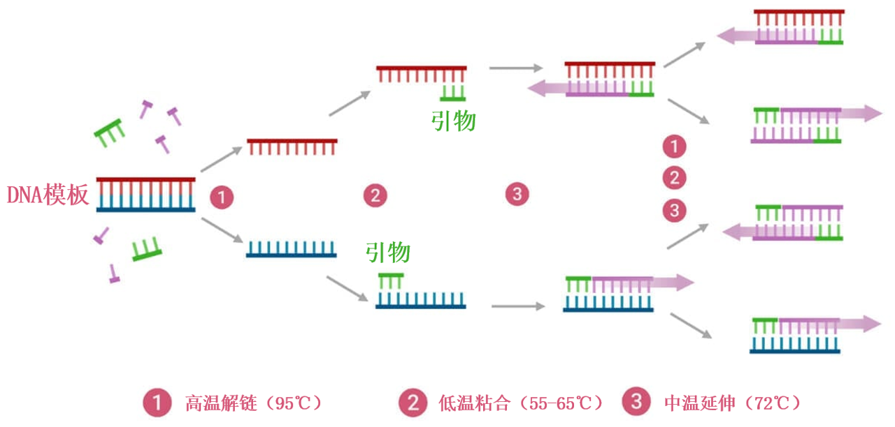 聚合酶链式反应（PCR）与实时荧光定量PCR（qPCR）技术详解及对比